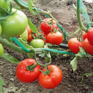 Arcosagro – Agricultura – Consultoría – Semillas